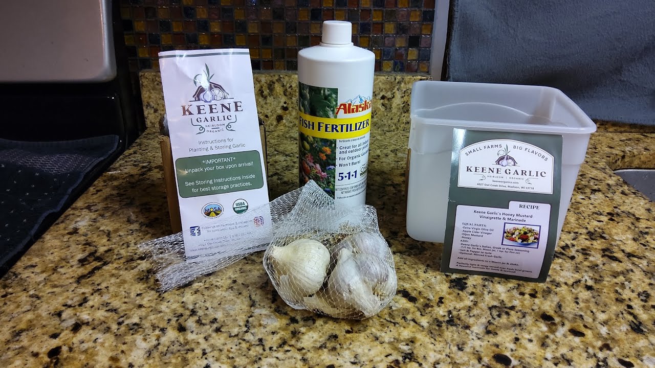 Fertilize Your Garlic Cloves Before Planting Them / Then Planting Them ...