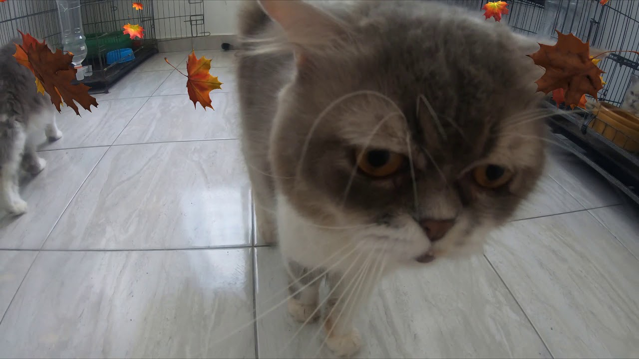 Bobby Cat's - YouTube