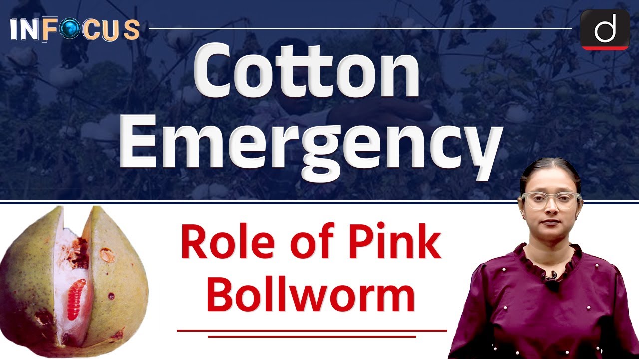 Cotton Emergency in India | What is Pink Bollworm? | InFocus | Drishti ...