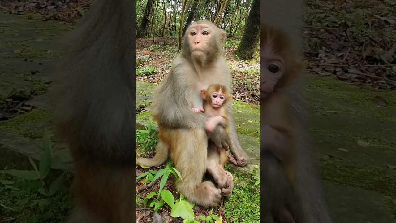 I'm doing a quick job monkey A pair of beautiful monkey mothers and ...