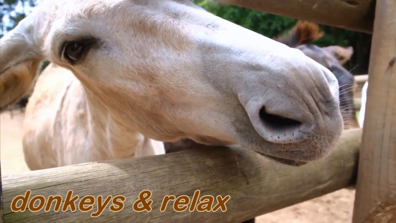Relax music with donkeys - very suitable just for rest and relaxation ...