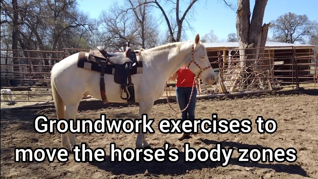 Groundwork Lesson - Moving the horse's body zones - YouTube