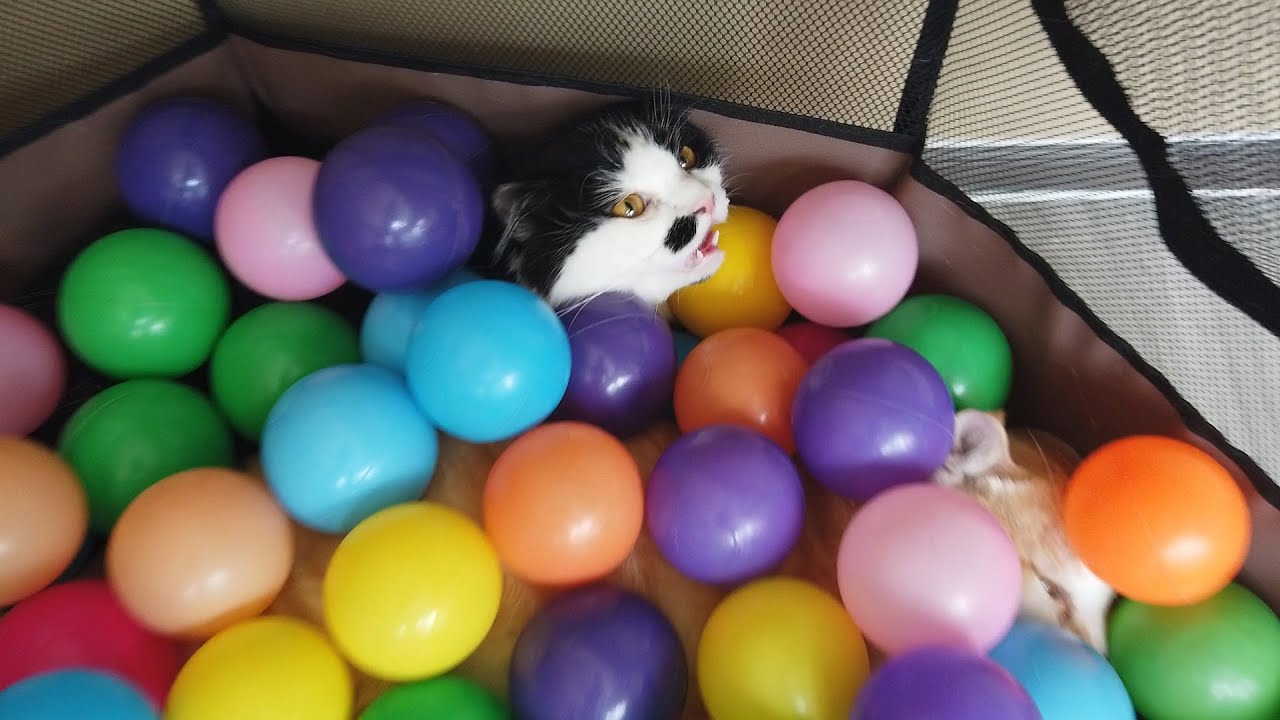 Cute Cats was buried in a ball pit. - YouTube