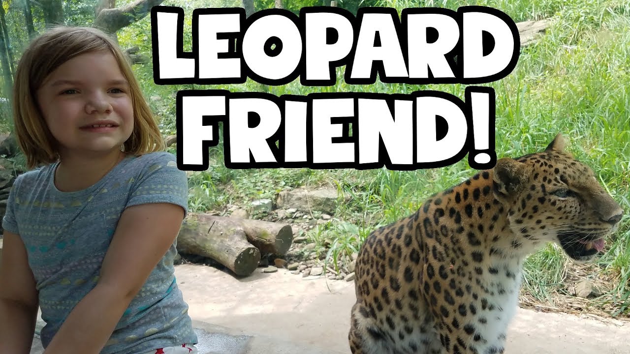 Leopard Friend! Up close with the big wild cat! - YouTube