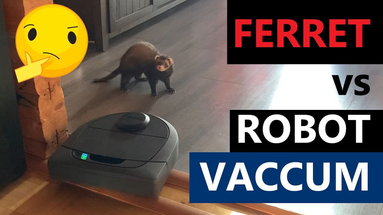 Ferret vs Robot Vacuum - YouTube