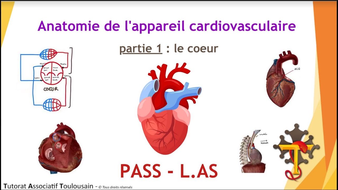 Anatomie de l'appareil cardiovasculaire - partie 1 : Le Cœur - Tutorat ...