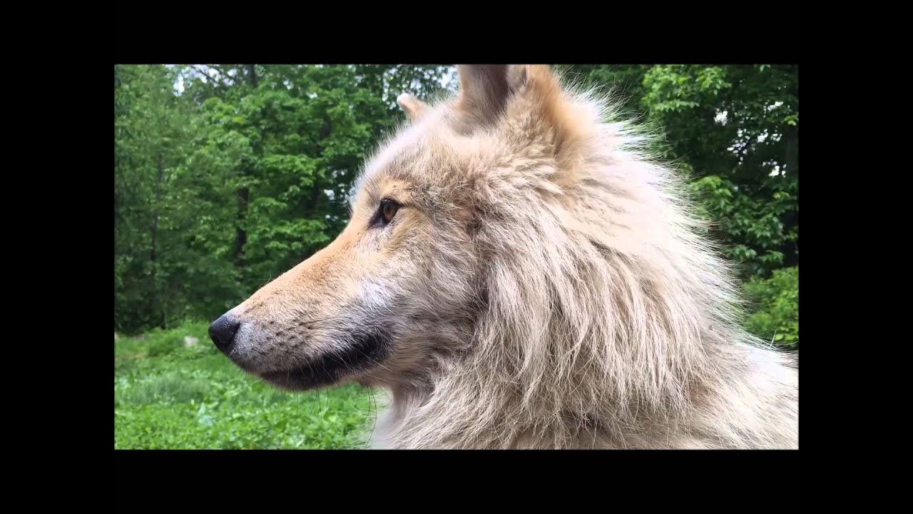Deep Thoughts by Ambassador Wolf Nikai - YouTube