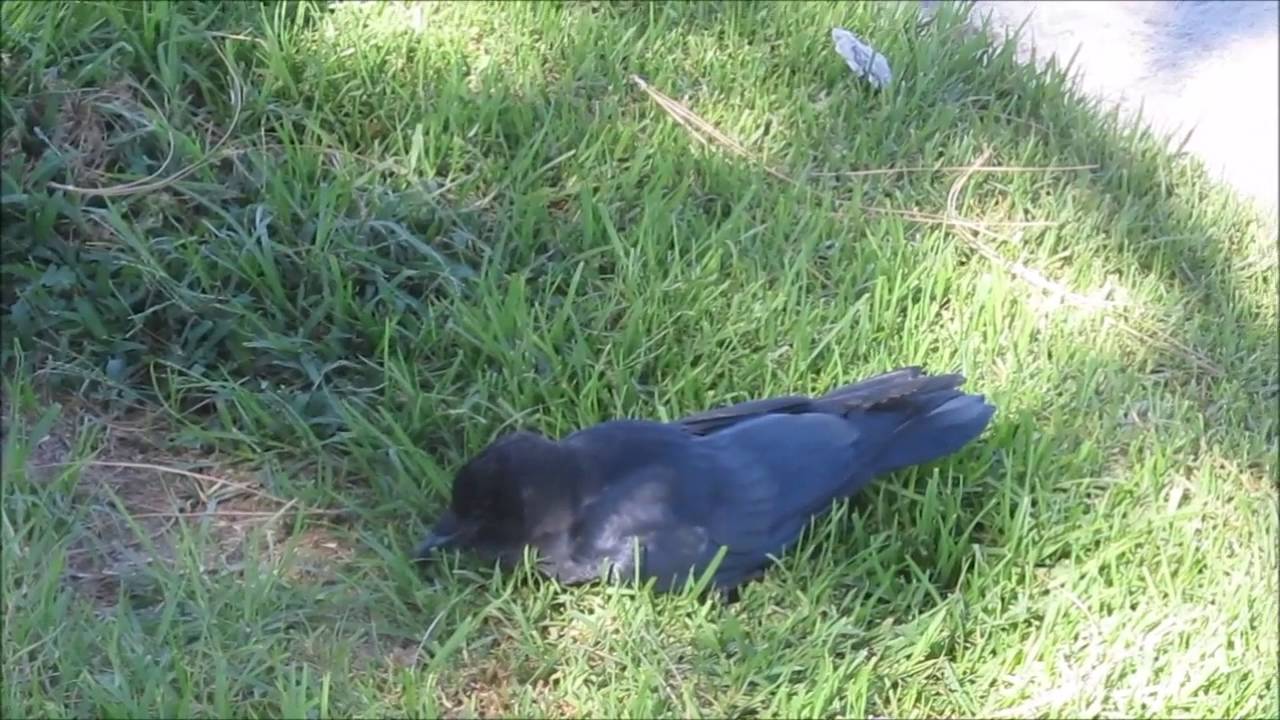 Sick crow in High Grove, Riverside, CA - YouTube