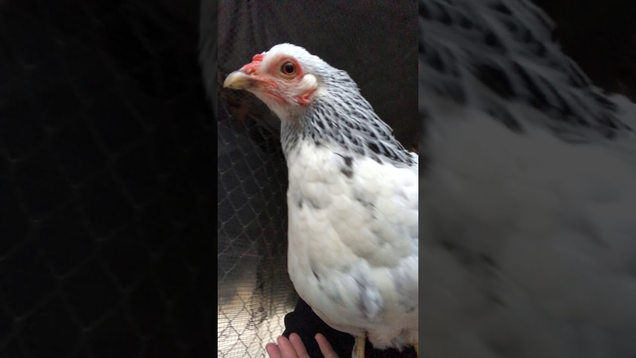 Light Brahma Bantam Hen - Wilma the Chicken - Bio - YouTube