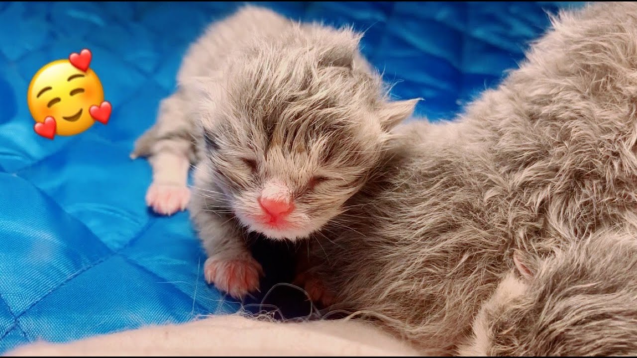 Kittens are crying meow and looking for mom 😍 So cute P155 - YouTube