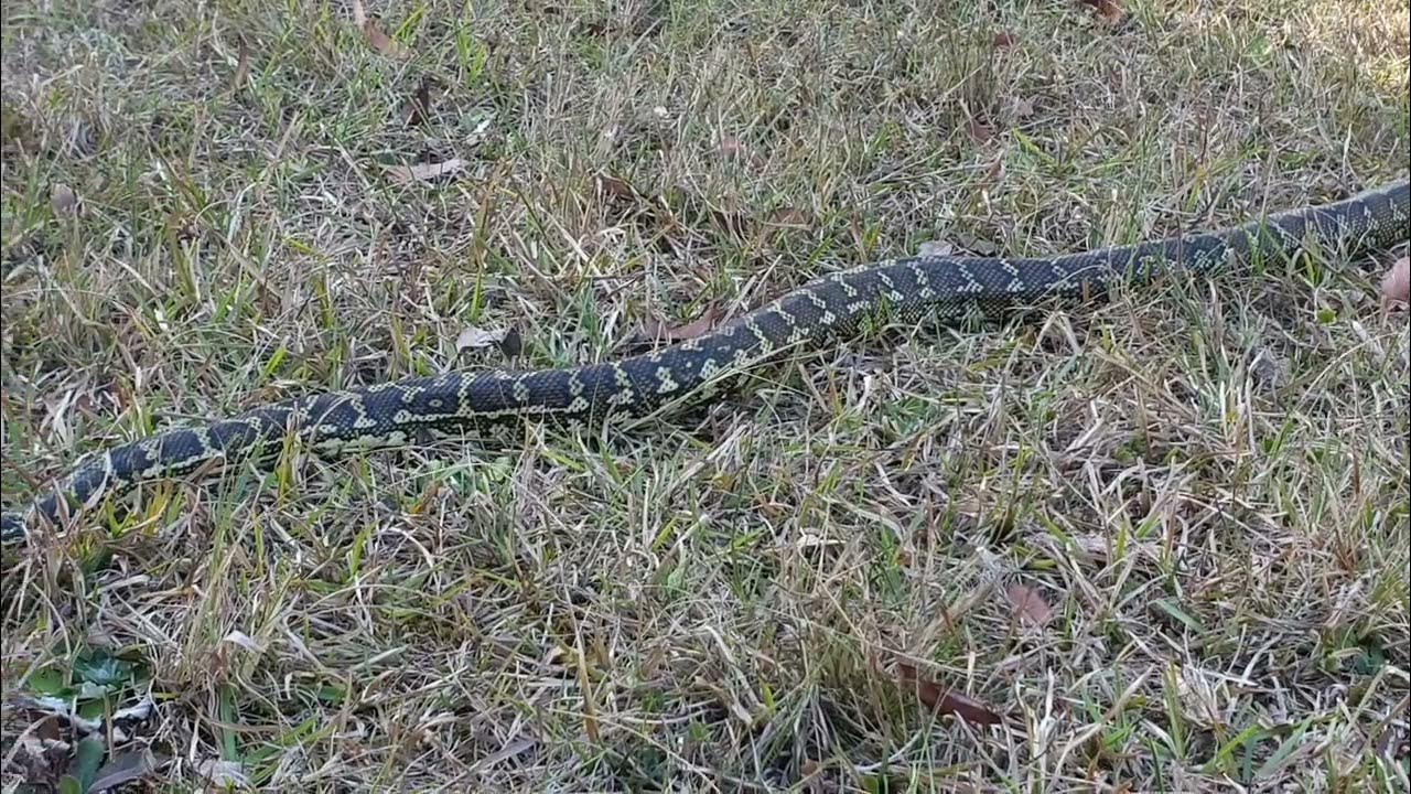 Carpet Python in the yard🐍 - YouTube