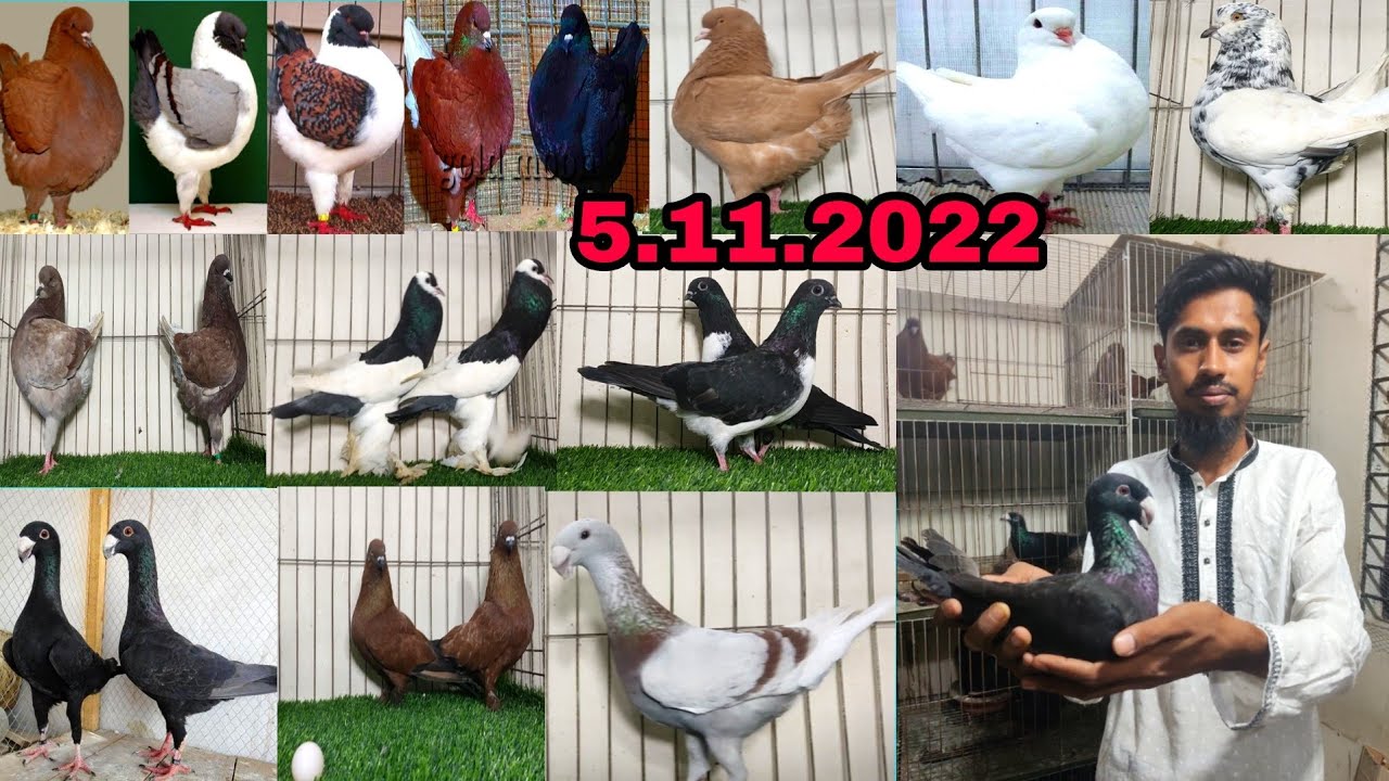 top10 kobutor video King kabootar khamar শো কিং কবুতরের খামার 100% ...