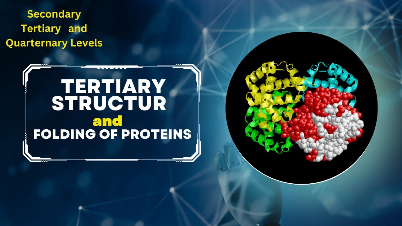 Secondary and Tertiary Structure of Proteins||Folding of Proteins - YouTube