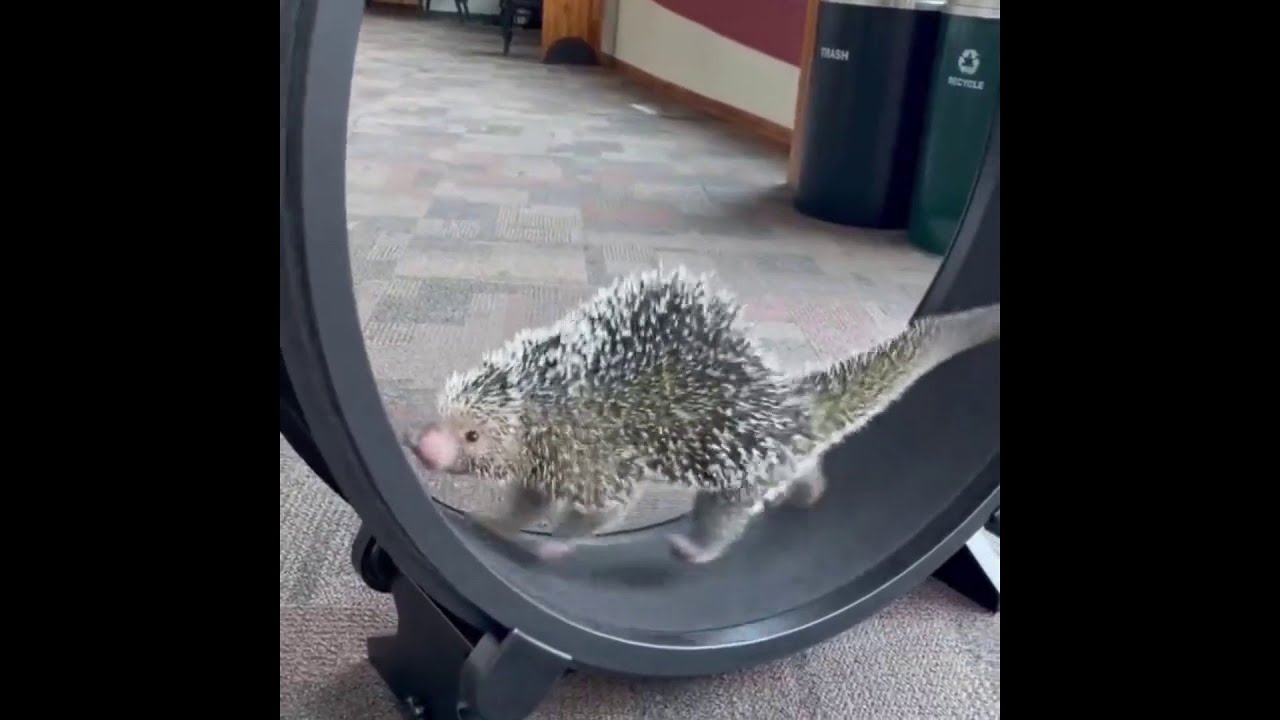 Porcupine gets his exercise at Cincinnati Zoo - YouTube