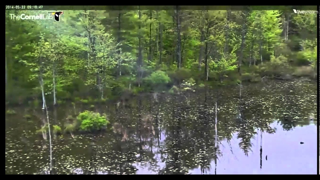 Video 2014 05 22 091900 GBH CHASE THEN LANDS IN YOUNDER TREE - YouTube