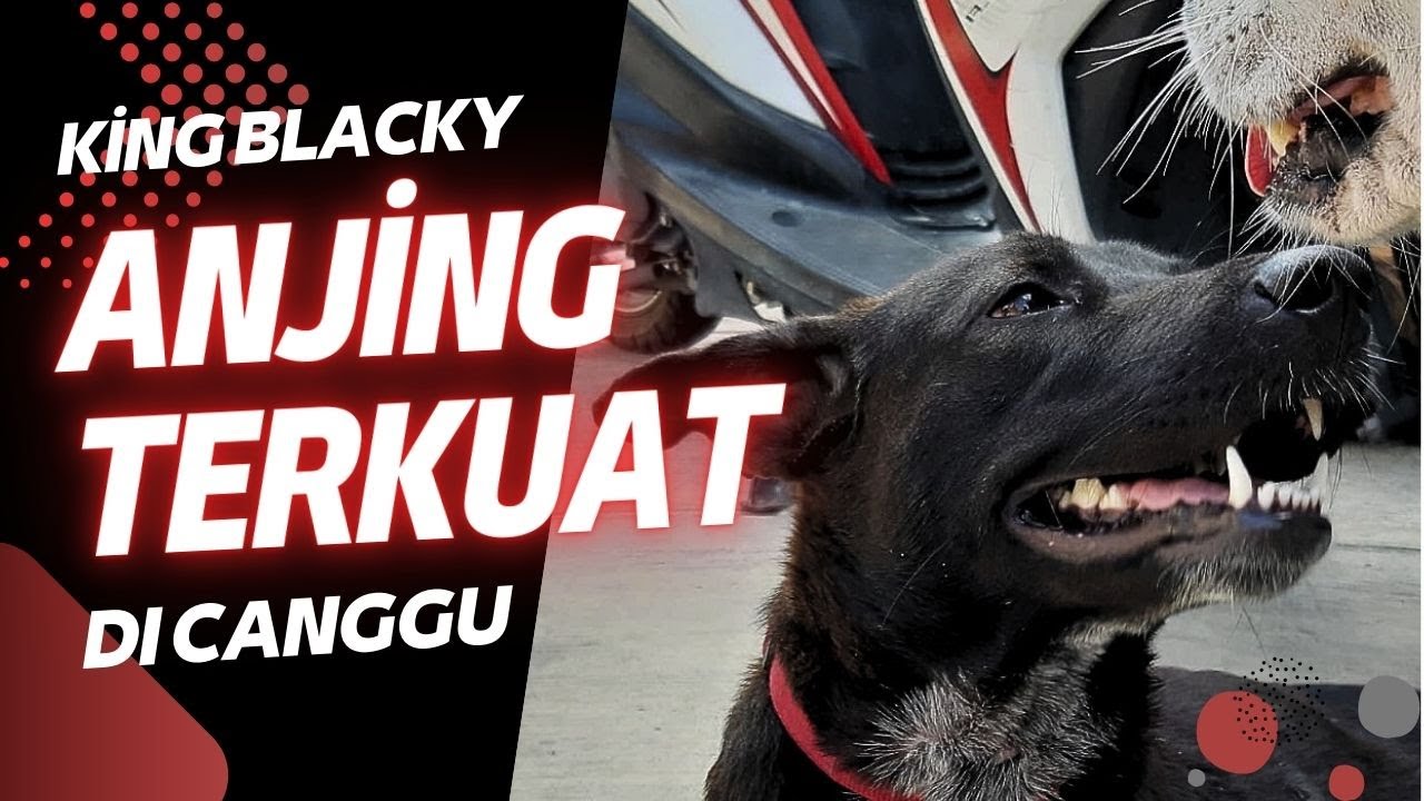Bermain Bersama Anjing Terkuat Di Canggu (King Blacky !) - YouTube