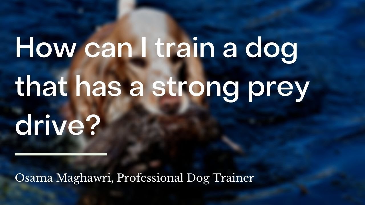 How Do You Train A Dog With A High Prey Drive