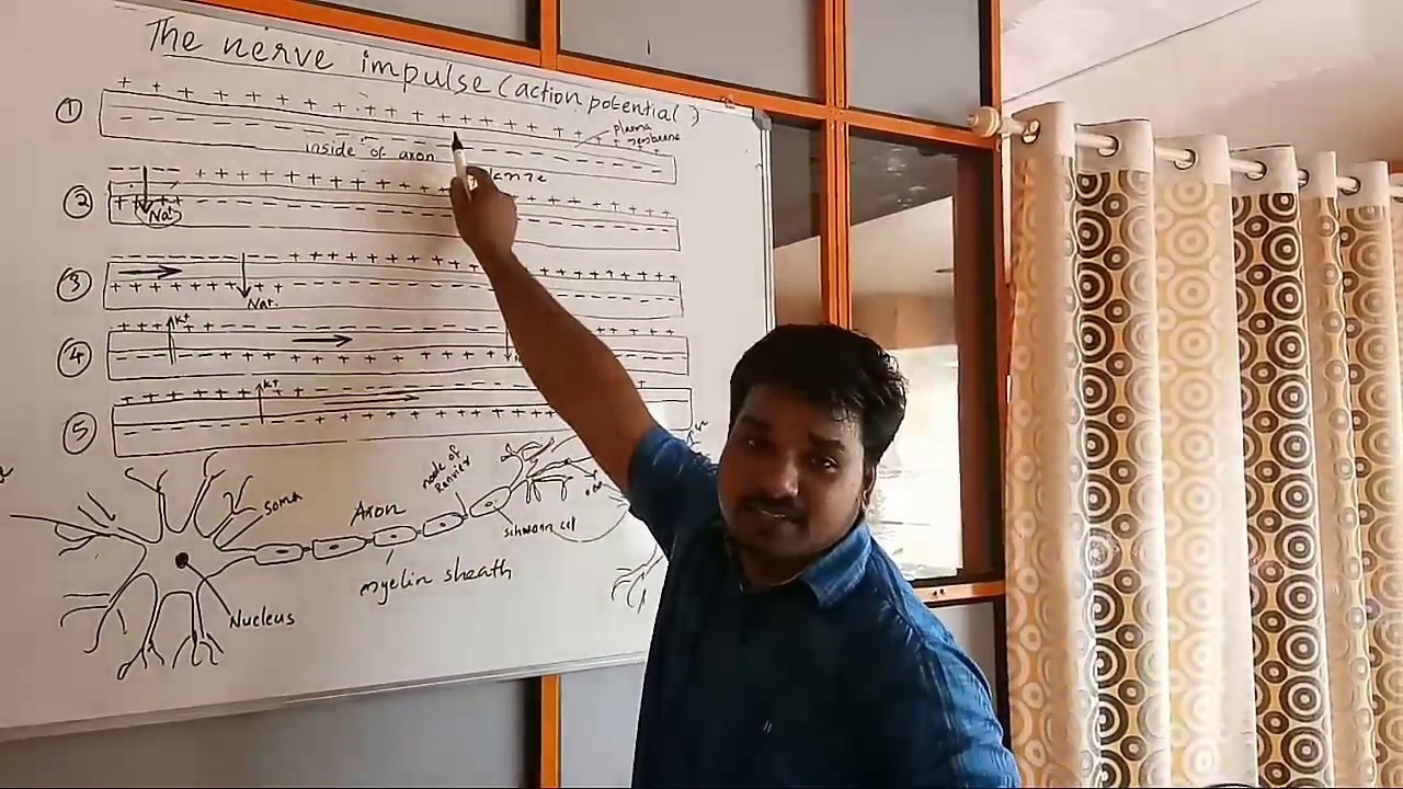 Nerve Impulse Action Potential In Malayalam Ph 8921650967 YouTube nerve-impulse-action-potential-in-malayalam-ph-8921650967-youtube