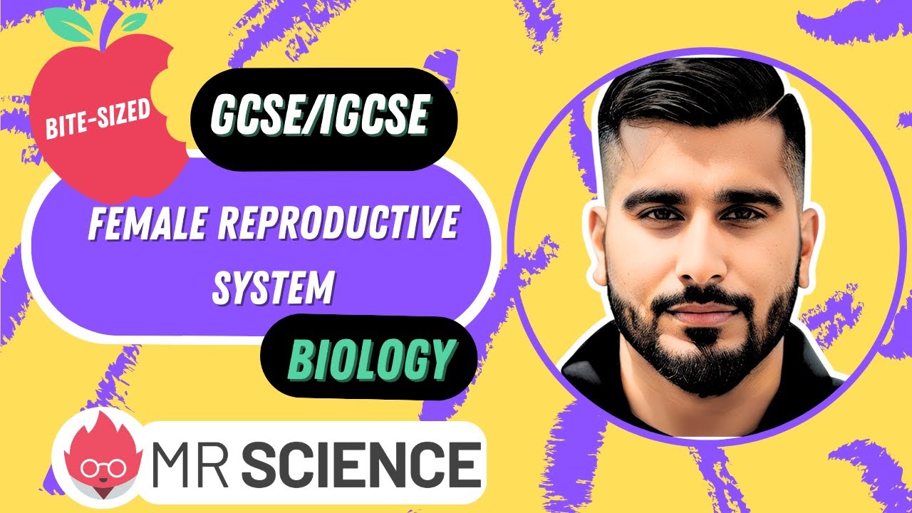 Female Reproductive System | Anatomy | Bite-sized | GCSE | IGCSE ...
