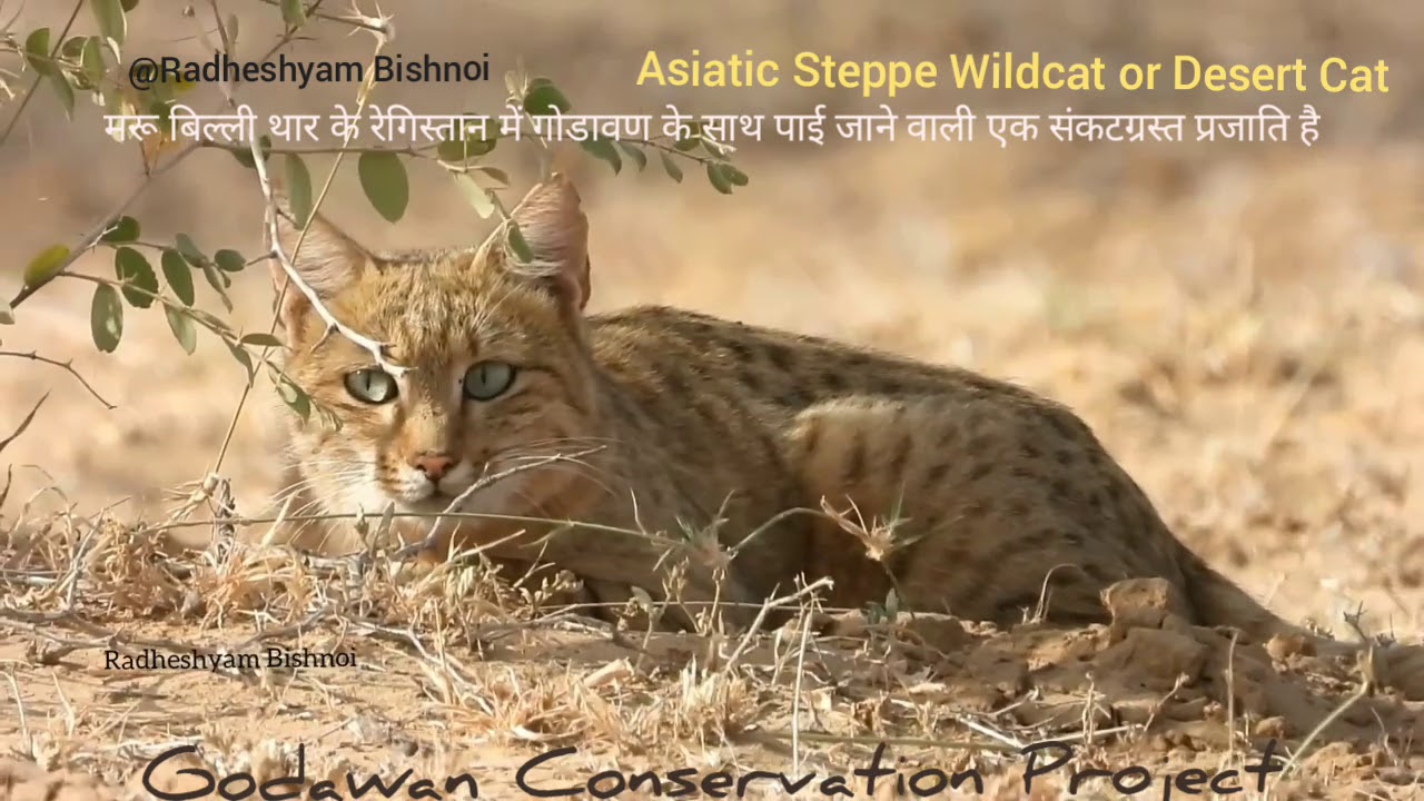 Asiatic Wildcat or Desert Cat, Desert National Park, Jaisalmer, India ...