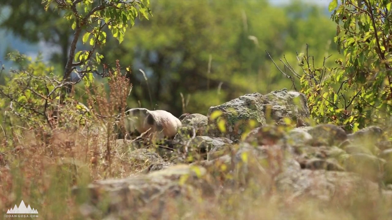 Pyrenees Wildlife - YouTube