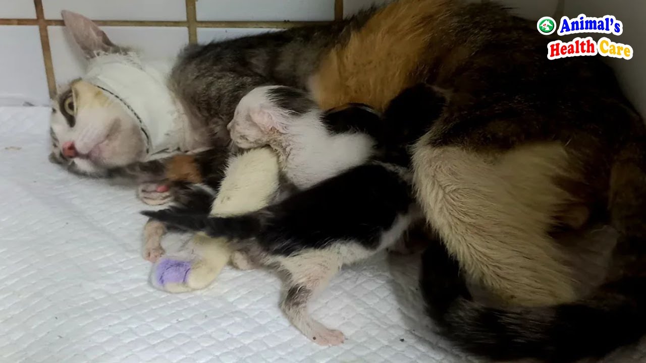 No One Care About The Mother Cat's Desperate Cry for Help - YouTube