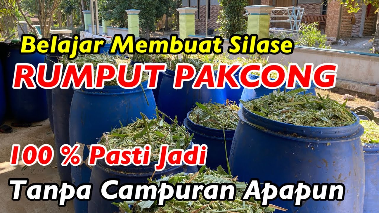 100 % PASTI JADI !!! Belajar Membuat Silase Rumput Pakcong Tanpa ...