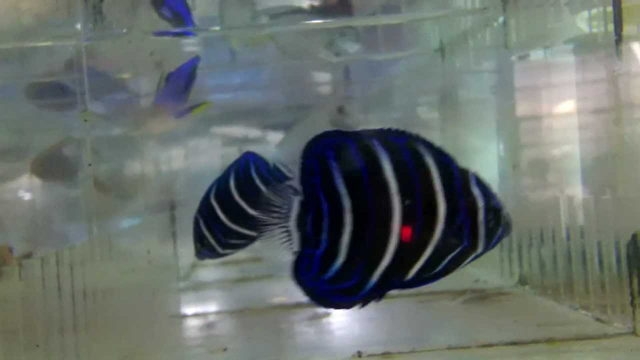 Chrysurus Angel Juv. at Sea Dwelling Creatures - YouTube