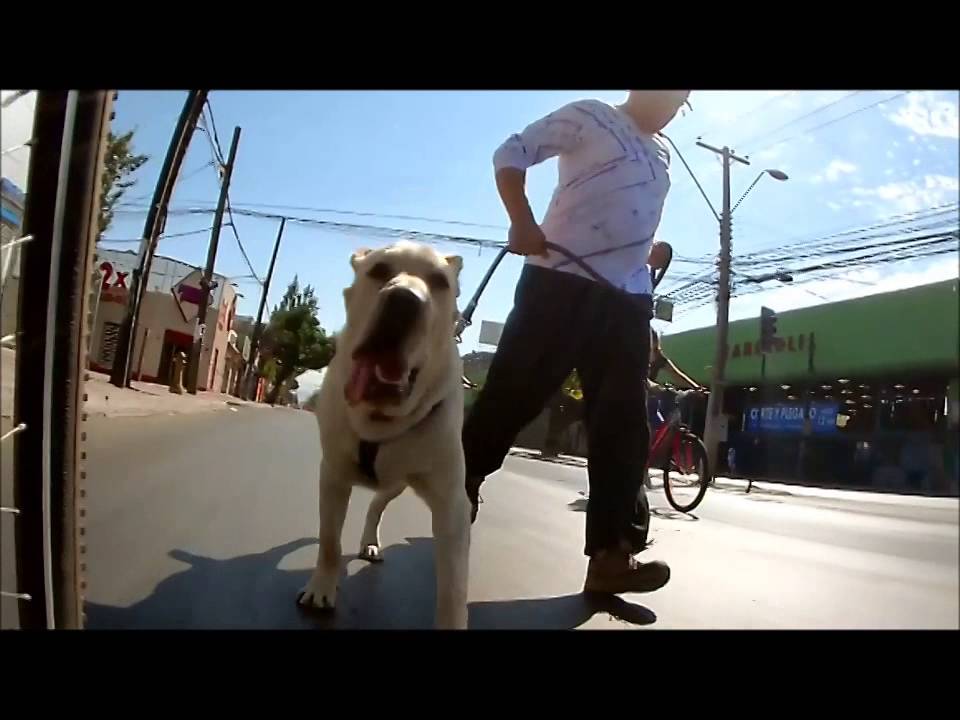 Perro Baxter - YouTube