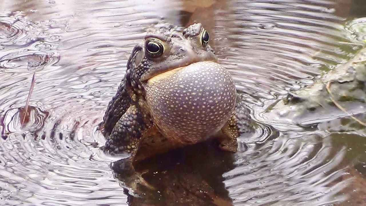 American Toads Croaking HQ HD - YouTube