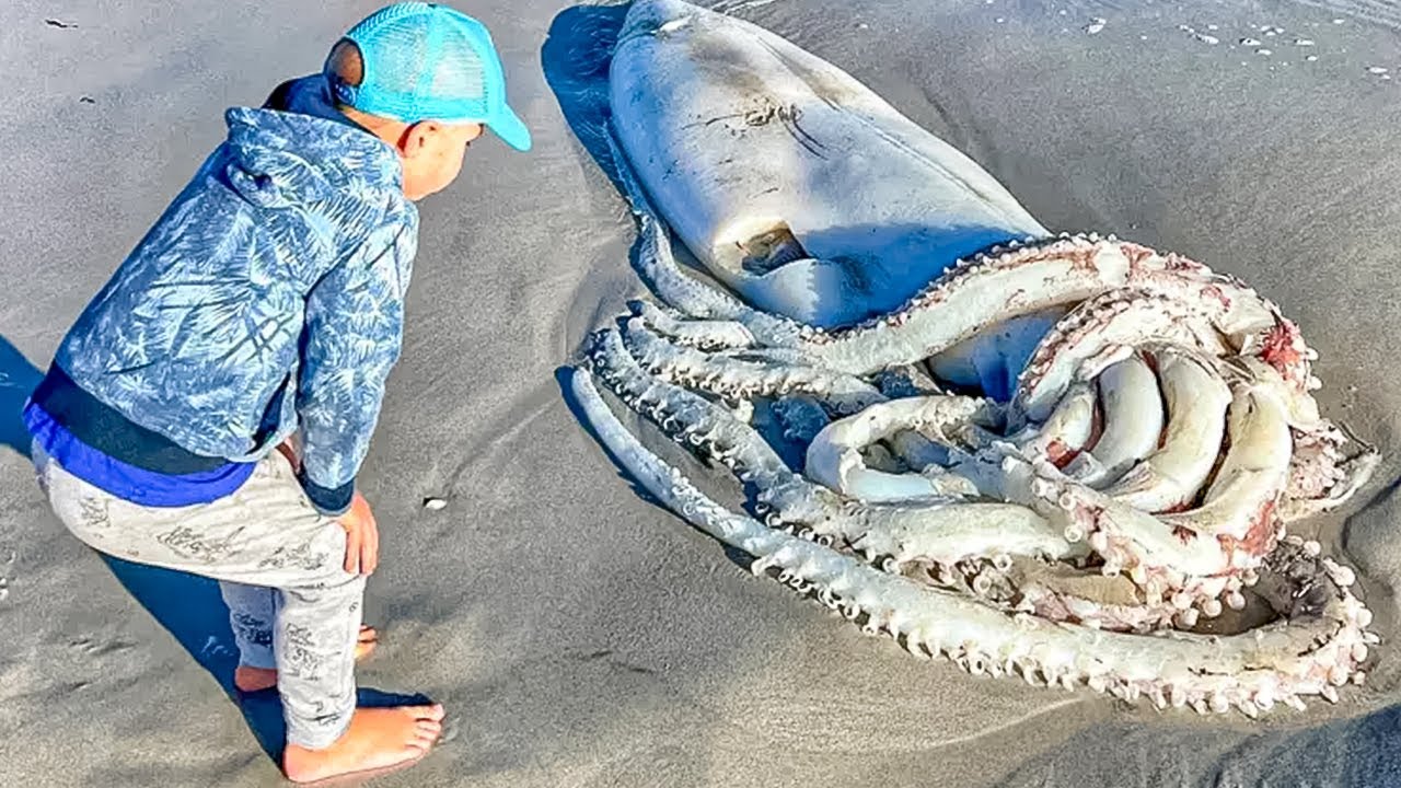 A Day After A Family Saved This Beached Octopus, It Returned And Gave ...
