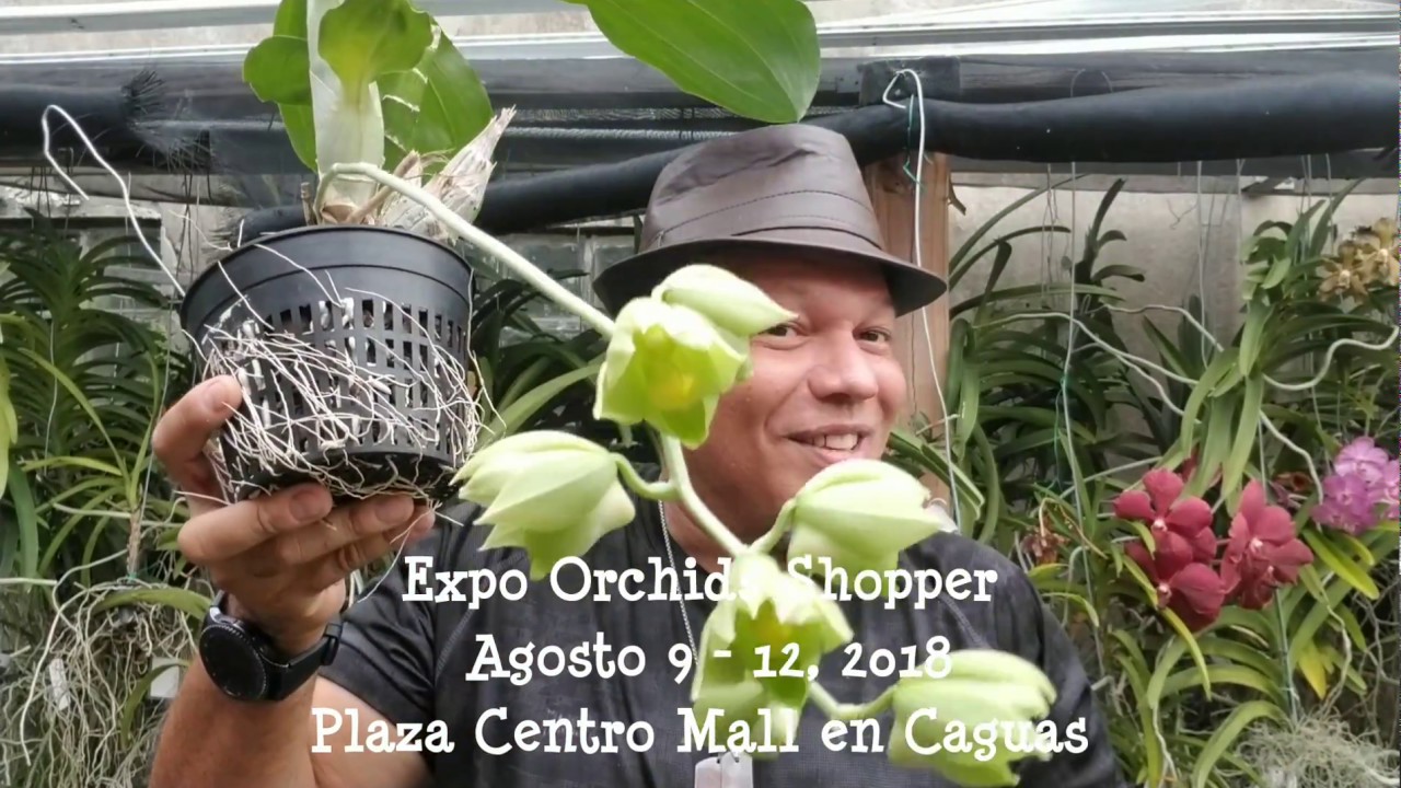 #HueleaExpo y con Juzgamiento de la PR Judging Center of American ...