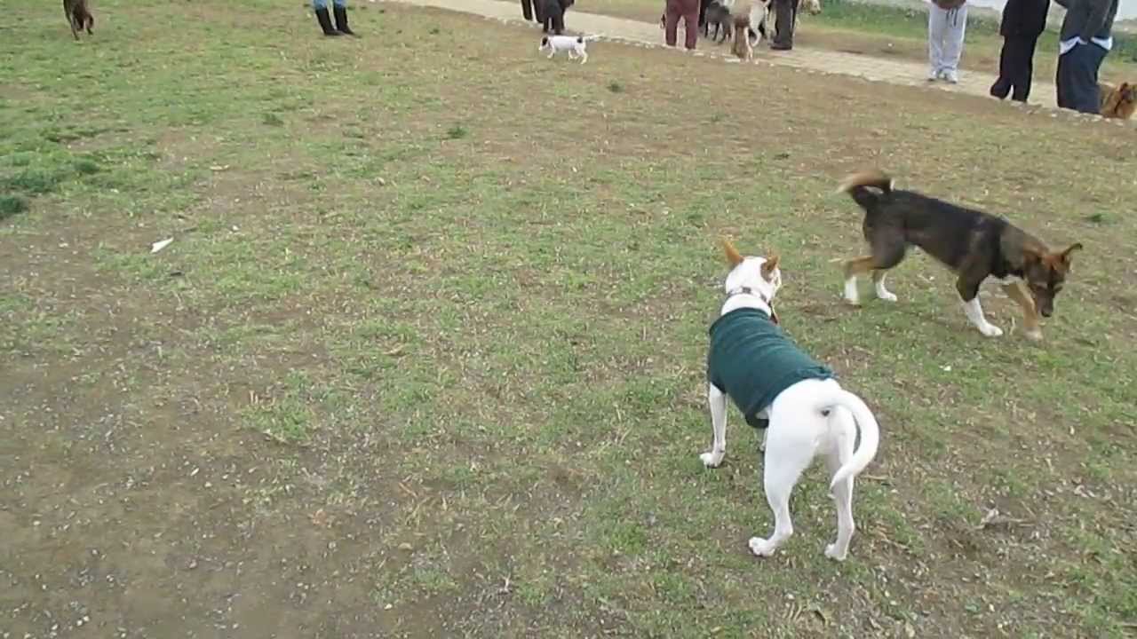 Málaga Coqui in Dog Park with Other Dogs 140212 - YouTube