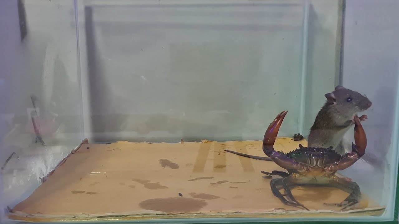 what happen when crab and mouse in glass box - YouTube