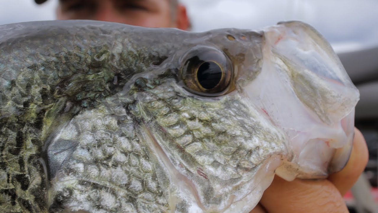 How to Find and Catch Crappie using #Livescope - YouTube