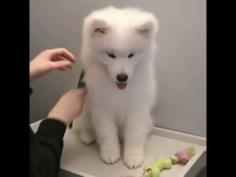 Caroline Saxon intro video - YouTube