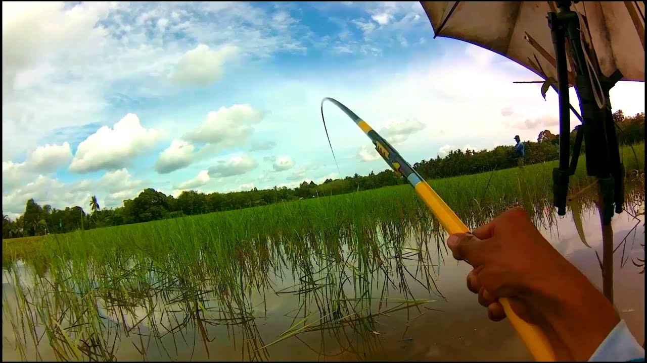 masih gacur ikan nila nya di sini pak..! sumur bor pugaan kelua - YouTube