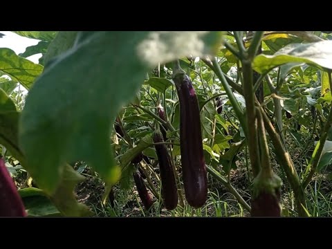 Harvesting Talong + Planting Cassava (Kamoteng Kahoy) |Vlog#70| Sadik ...