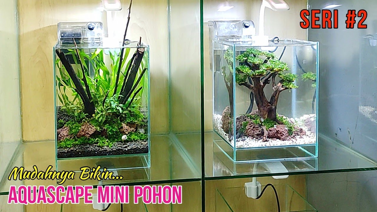 Belajar aquascape jadi lebih mudah, serial kedua membuat aquascape mini ...