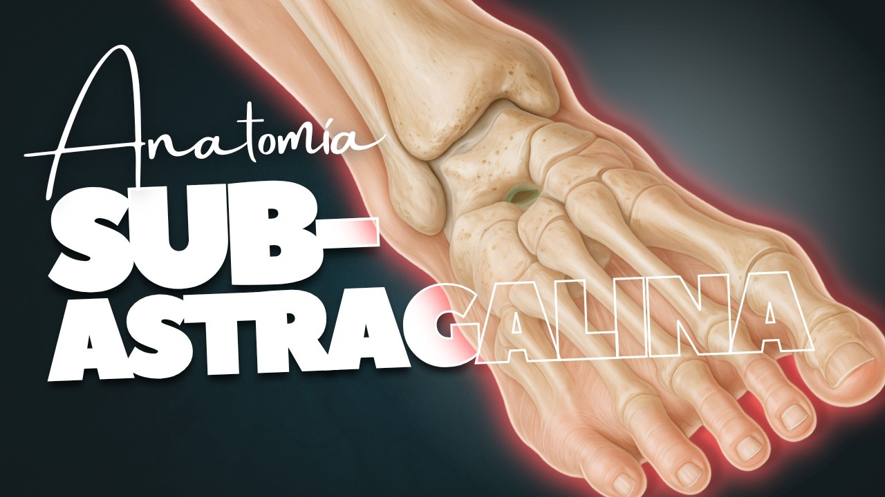 🔥ARTICULACIÓN SUBASTRAGALINA en 3D | Movimientos y anatomía [2025 ...