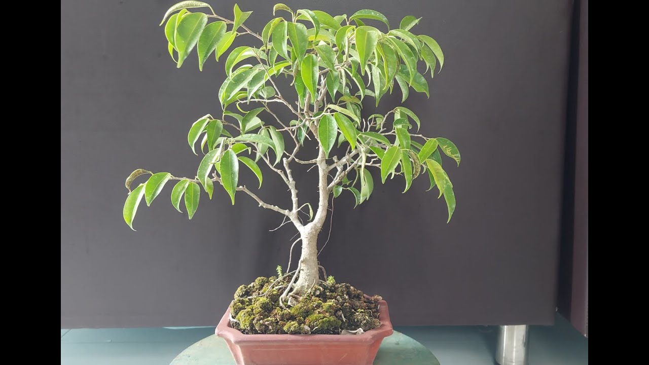 Ficus Benjamina mini bonsai [Sanh bonsai] - YouTube