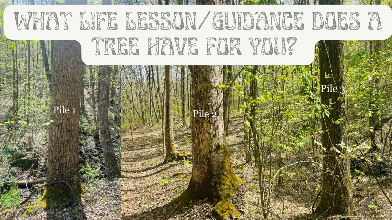 Pick A Tree🌳☀️🌚What Wisdom, Lessons & Guidance Does It Have For You ...