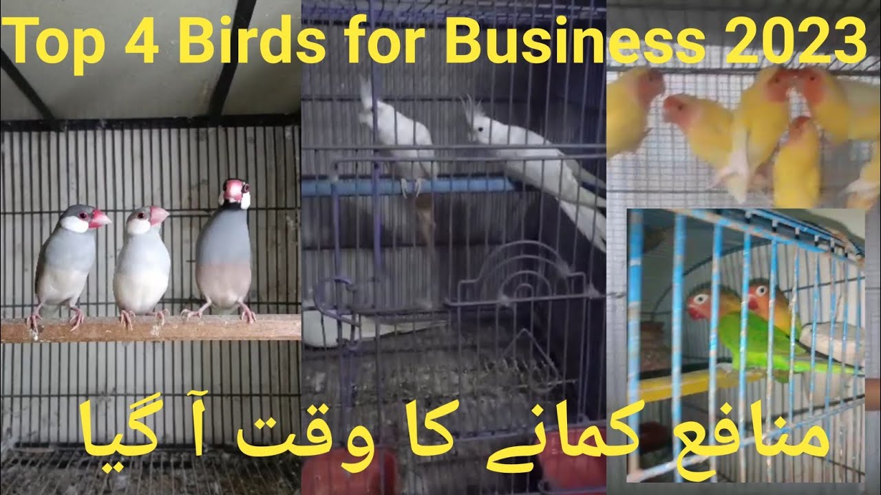 Top 4 profitable birds for less investment birds business in Pakistan ...