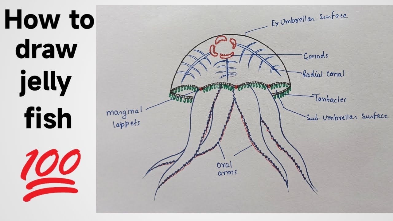 How to draw jelly fish | how to draw a jellyfish | jellyfish drawing - YouTube