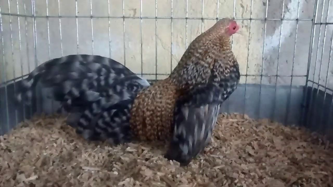 Kikiriki bulico clase a campeón Azteca 1016 Tepatitlán e Irapuato 2016 ...