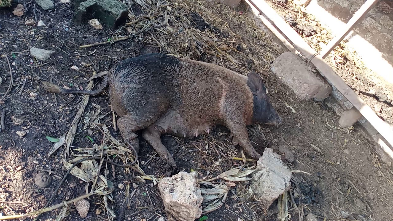 Virus babi - YouTube