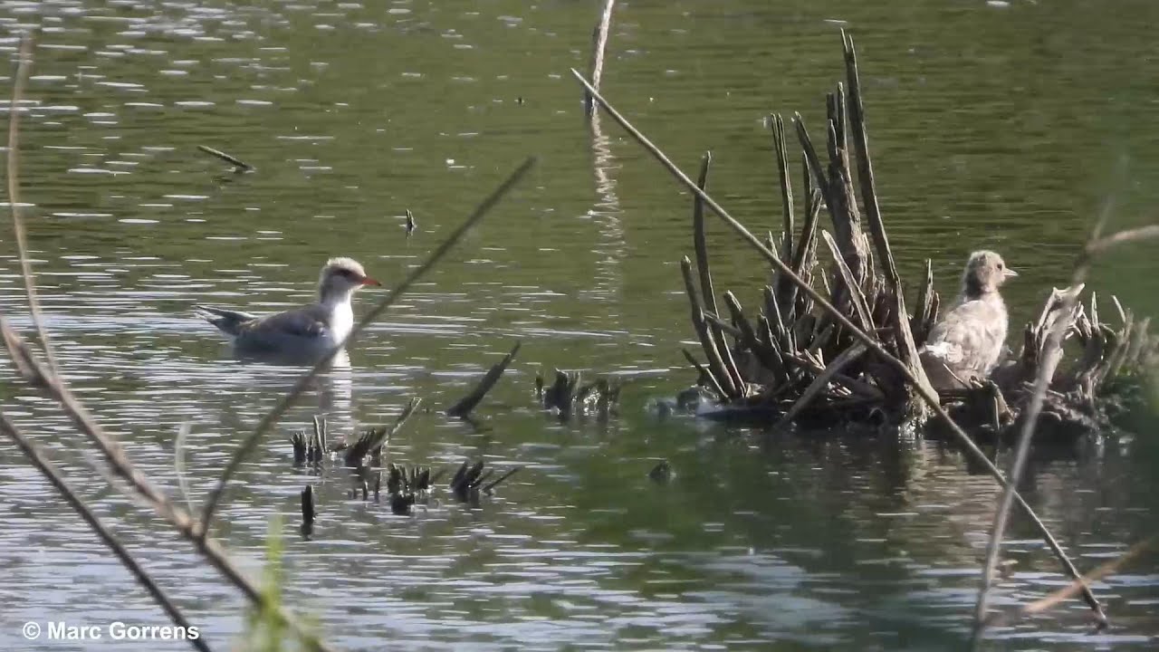 Verontrustte visdief ouders wanneer jongen hun nest verlaten Jutse ...