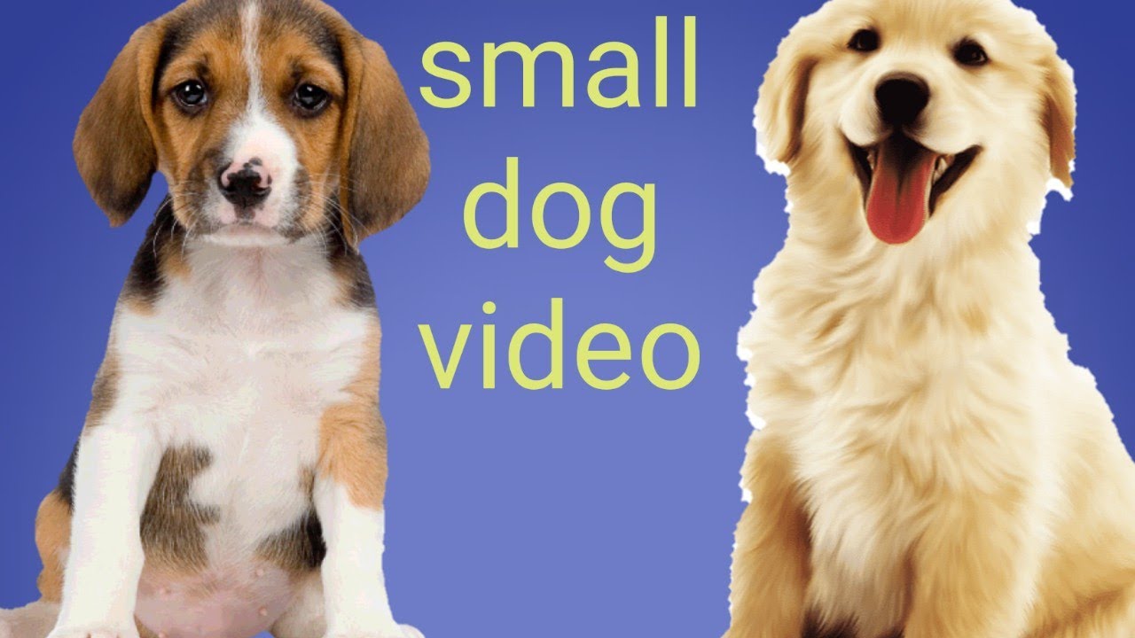 small dog video - YouTube