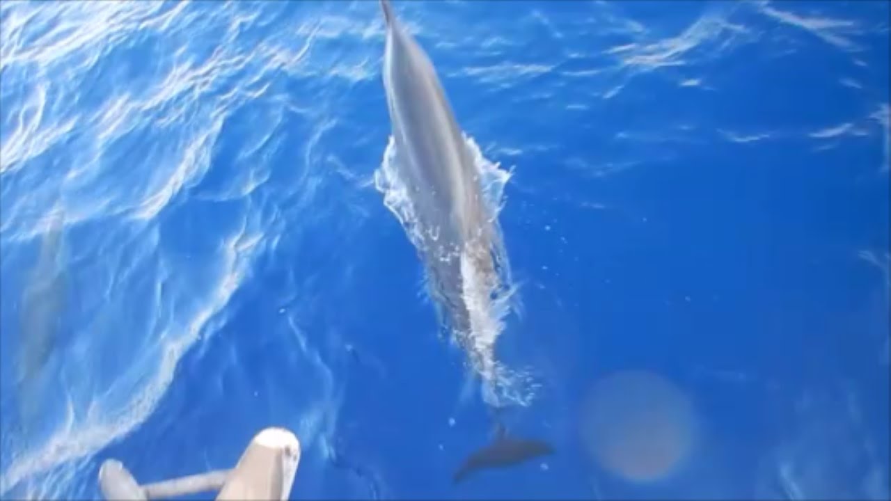 Spinner dolphins jumping for joy in Belize - YouTube