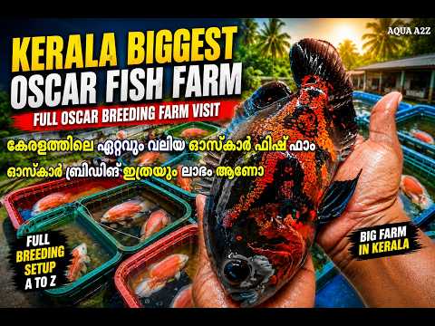 Oscar Fish Farm Visit Kerala | Huge Oscar Fish Breeding Farm | Malayalam